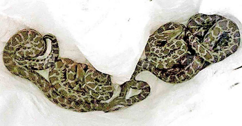 അൽഫോൻസ് പുത്രന്റെ വീട്ടുമുറ്റത്തു 16 പാമ്പിൻ കുഞ്ഞുങ്ങൾ | Snakes ...