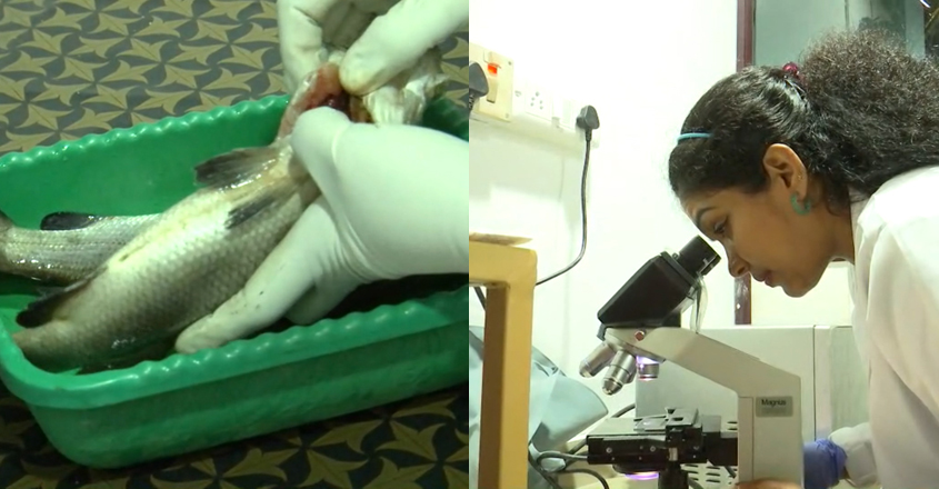 മല്‍സ്യങ്ങള്‍ ചാകുന്നതിന്റെ കാരണം കണ്ടെത്താം; പോസ്റ്റ്മോര്‍ട്ടം ചെയ്യാനായി ക്ലിനിക് | Clinic ...