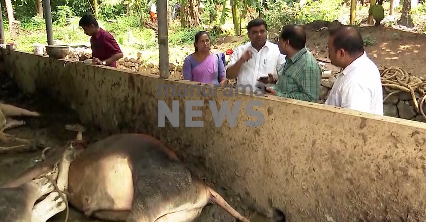 Tapioca cyanide poisoning | Cassava | Thodupuzha | കപ്പത്തൊണ്ടിലെ സയനൈഡ്