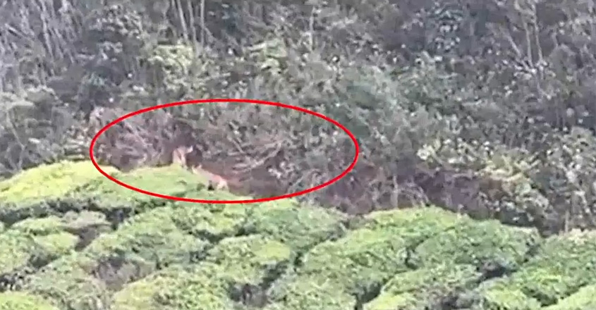 Munnar | Tiger | മൂന്നാറിൽ ഭീതി വിതച്ച് കടുവാക്കൂട്ടം; നടുക്കം മാറാതെ ...