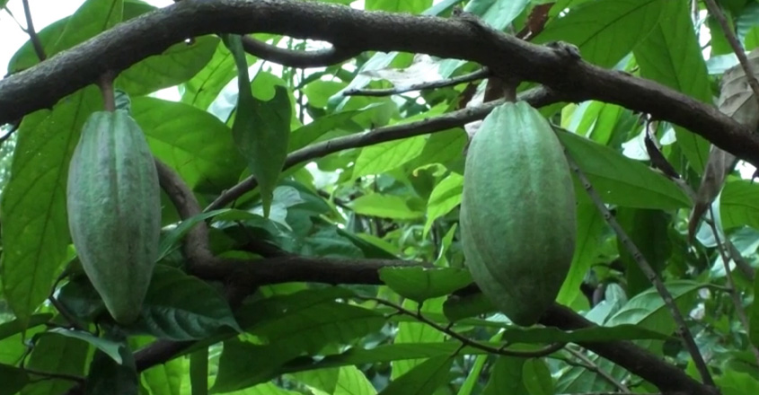 മണ്ണിനും കാലാവസ്ഥയ്ക്കും ഇണങ്ങും; പാരമ്പര്യ–സമ്മിശ്രക്കൃഷിരീതിക്കും ...