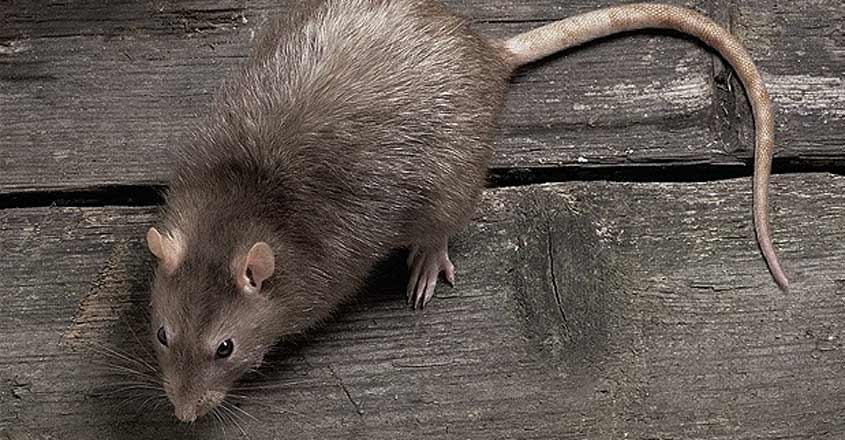 കോമയില്‍ കഴിയുന്ന യുവാവിന്‍റെ കണ്ണ് എലി കരണ്ടു; ആശുപത്രിക്കെതിരെ അന്വേഷണം