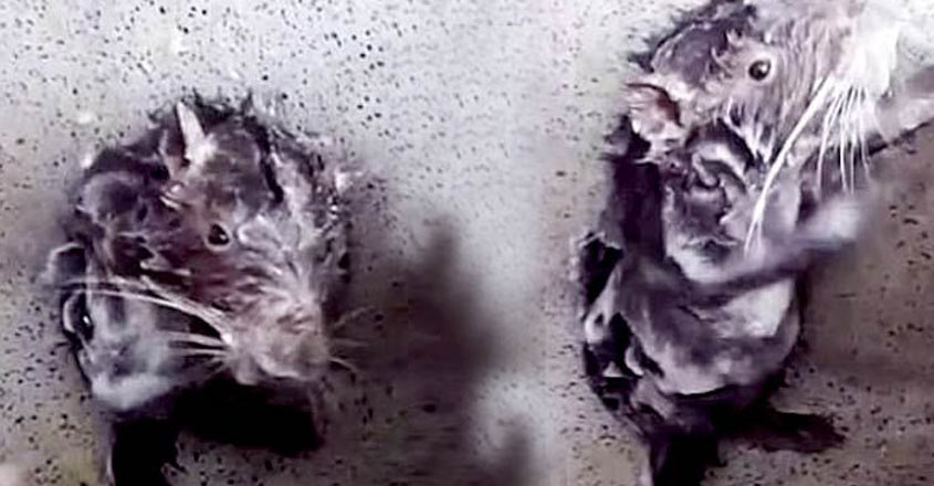 'എലി' യുടെ 'കുളിസീൻ' വൈറൽ- വിഡിയോ | Spotlight | Rat | Bath