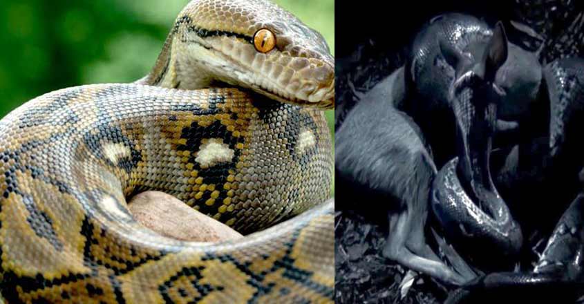 മാനിനെ അപ്പാടെ വിഴുങ്ങുന്ന പാമ്പ്; അത്യപൂര്‍വ വിഡിയോ | Snake | Spotlight