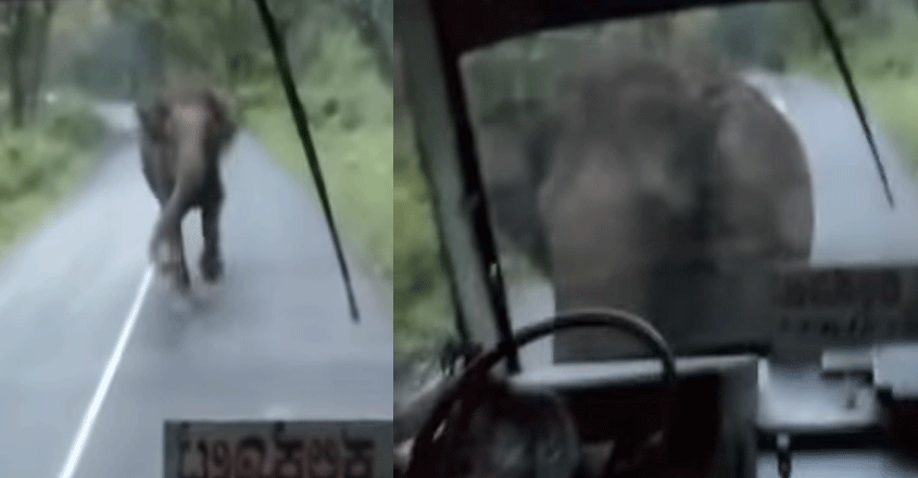 കെഎസ്ആർടിസി ബസിന് നേരെ പാഞ്ഞടുത്ത് കാട്ടാന; പതറാതെ ഡ്രൈവർ, വിഡിയോ ...