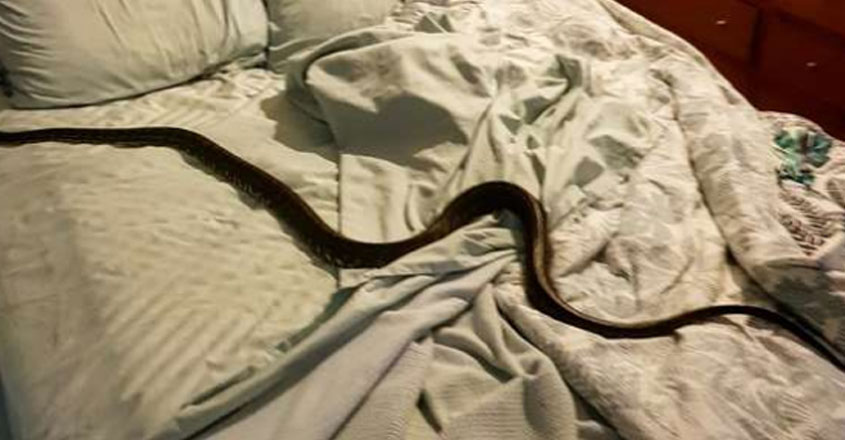 കിടക്കയിൽ കൂറ്റൻ പാമ്പ് ; വിശ്രമിക്കാനെത്തിയ വീട്ടമ്മ ഞെട്ടി; കരുതണം ...