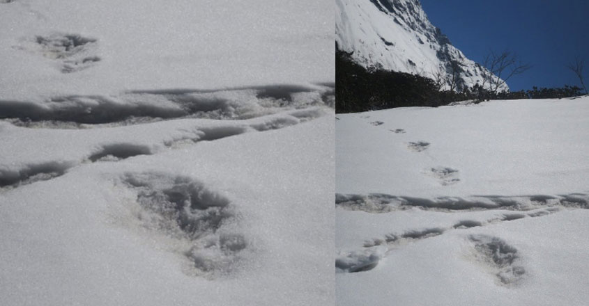 അത് യെതിയുടേതല്ല, കാട്ടുകരടിയുടെ കാൽപ്പാടുകൾ; ഇന്ത്യൻ സേനയെ തള്ളി ...