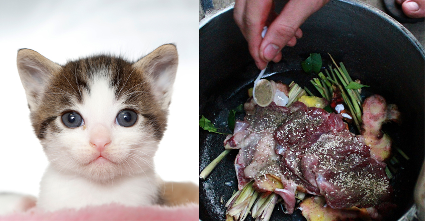 കോട്ടയത്ത് അയൽവാസിയുടെ പൂച്ചയെ വെടിവച്ച് കറിയാക്കി തിന്നു