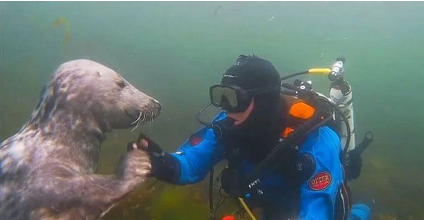 മുങ്ങല്‍ വിദഗ്ധന് കൈ കൊടുത്ത് നീര്‍നായ; ഹൃദ്യം വിഡിയോ | seal human ...