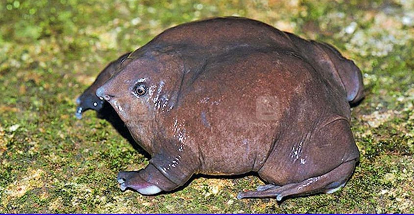 364 ദിവസവും മണ്ണിനടിയിൽ, ഒരുദിനം മാത്രം പുറത്ത്; ‘പാതാള തവള’യ്ക്ക് ...