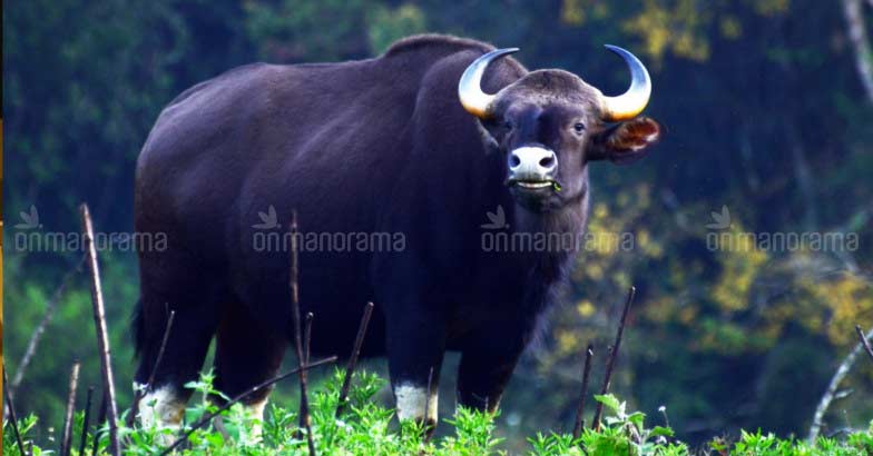 മൃഗങ്ങൾക്കെന്ത് ലോക്ഡൗൺ; മൂന്നാറിൽ നാട് കയ്യടക്കി വന്യമൃഗങ്ങൾ