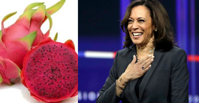 ‘ഡ്രാഗണ്‍ ഫ്രൂട്ടിന്‍റെ പേരുമാറ്റം കമല ഹാരിസിന് വേണ്ടിയോ..?’; ട്രോ ...