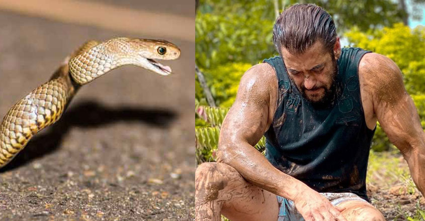 പിറന്നാളാഘോഷിക്കാനെത്തി; ഫാം ഹൗസിൽ സൽമാനെ പാമ്പ് കടിച്ചു; റിപ്പോർട്ട് ...