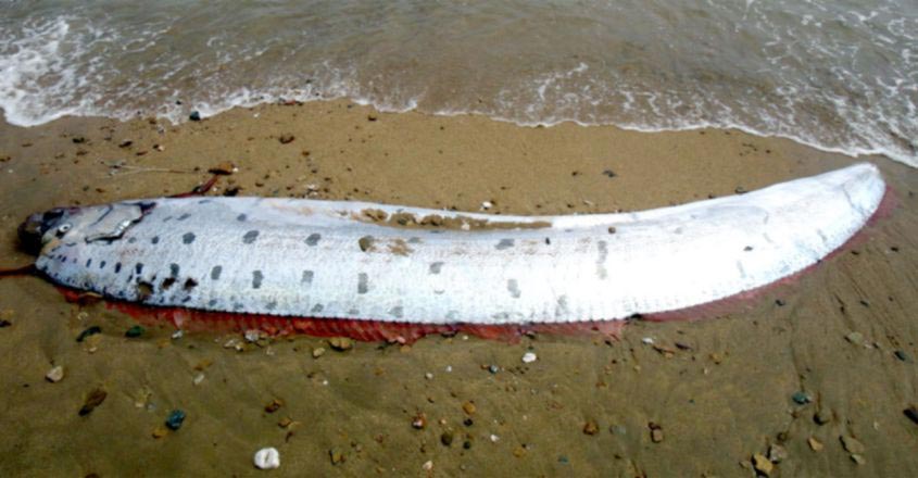 ‘പ്രകൃതിദുരന്തങ്ങൾ മുൻകൂട്ടിയറിഞ്ഞ് ഓർ മത്സ്യങ്ങൾ’; തീരത്തടിഞ്ഞത് ...