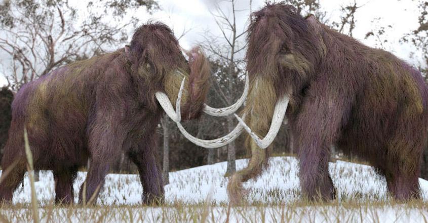 About two and a half million years old; The bodies of five mammoths ...