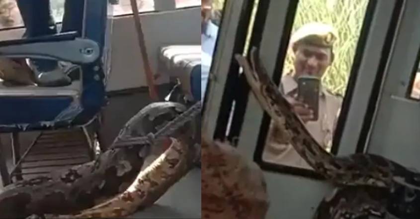 ആട്ടിൻകുട്ടിയെ വിഴുങ്ങിയ പെരുമ്പാമ്പ് സ്കൂൾ ബസിൽ കയറിക്കൂടി; ഒടുവിൽ..?; വിഡിയോ | Snake | School ...