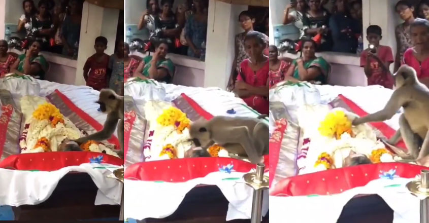 The man who gave the day died; The monkey came home to wake up; Heart ...