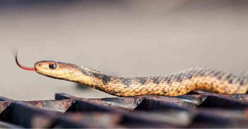 എന്നും പാമ്പ് കടി സ്വപ്നം; ഭീതി മാറ്റാൻ പൂജ; ഒടുവിൽ നാവ് നഷ്ടമായി ...