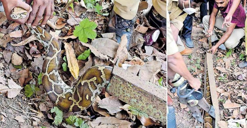 ഇര വിഴുങ്ങിയ പെരുമ്പാമ്പിനെ ‘തൂണ് വിഴുങ്ങി’; വെൽഡിങ് പൊട്ടിച്ച് ...