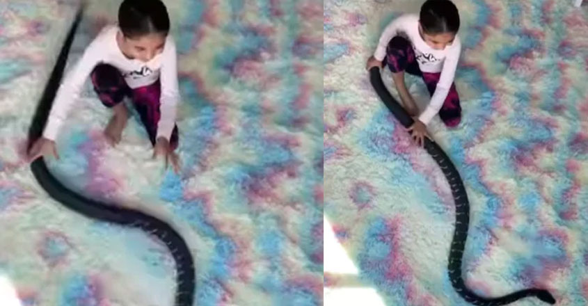 'അപാര ധൈര്യം'; കൂറ്റൻ പെരുമ്പാമ്പിനൊപ്പം കളിക്കുന്ന പെൺകുട്ടി; വിഡിയോ ...