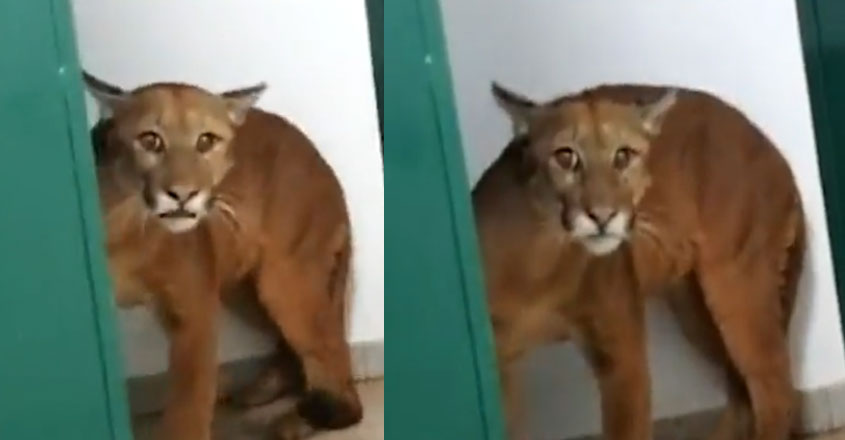 ശുചിമുറി വാതിൽ തുറന്ന കുട്ടി കണ്ടത് ആക്രമിക്കാനൊരുങ്ങുന്ന പ്യൂമയെ ...