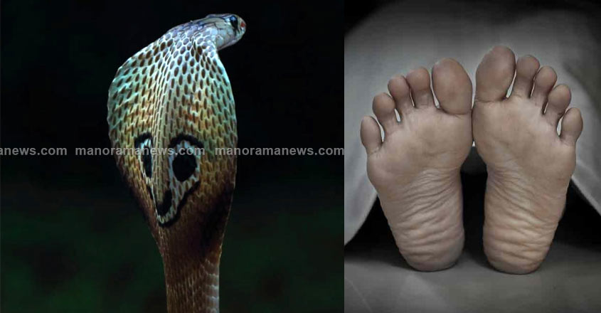 മദ്യപിച്ച് പുതുവർഷാഘോഷം; പാമ്പുമായി ഡാൻസ്; കടിയേറ്റ് ദാരുണാന്ത്യം ...
