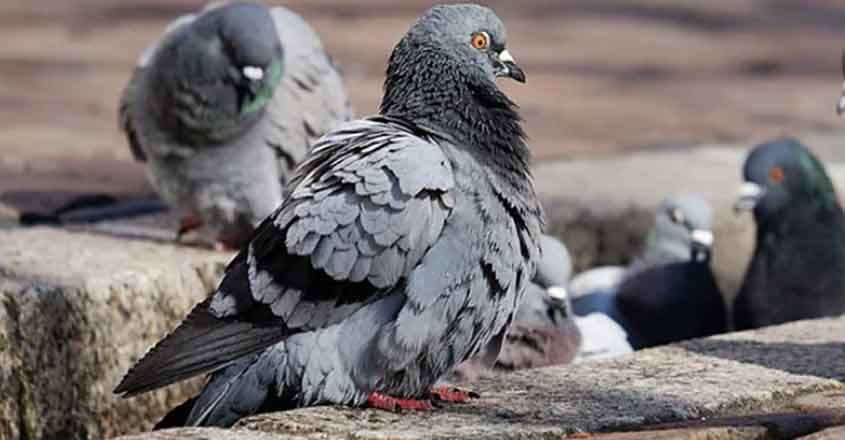 കാറിടിച്ച് പ്രാവ് ചത്തു; ടാക് സി ഡ്രൈവര്‍ അറസ്റ്റില്‍ | Pigeon | Japan