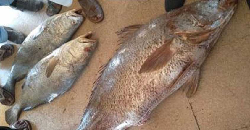 Pakistani Fishmonger Becomes Millionaire Overnight Selling Rare Sowa ...