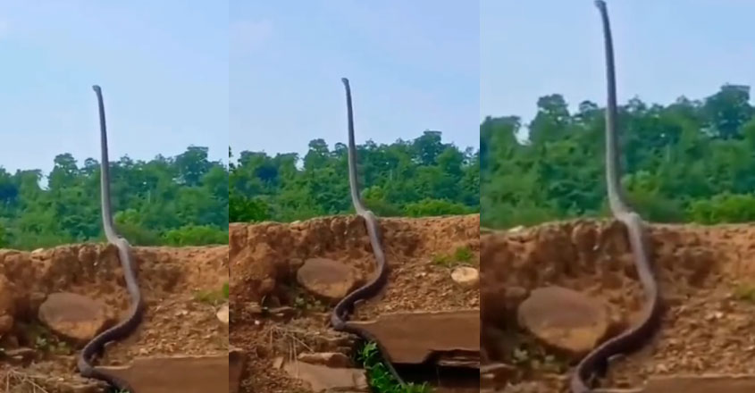 നിവർന്ന് നിന്ന് എത്തി നോക്കുന്ന രാജവെമ്പാല; പേടിപ്പിച്ച് വിഡിയോ; വൈറ ...