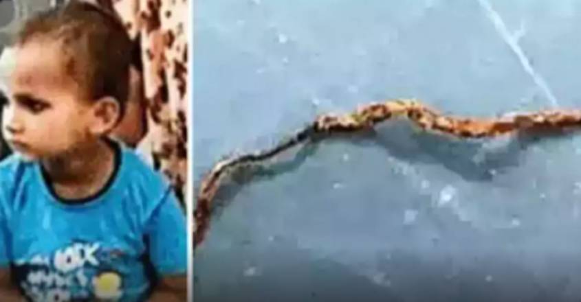 പാമ്പിനെ ചവച്ചരച്ച് കൊന്ന് മൂന്നു വയസ്സുകാരൻ! | Snake | Boy