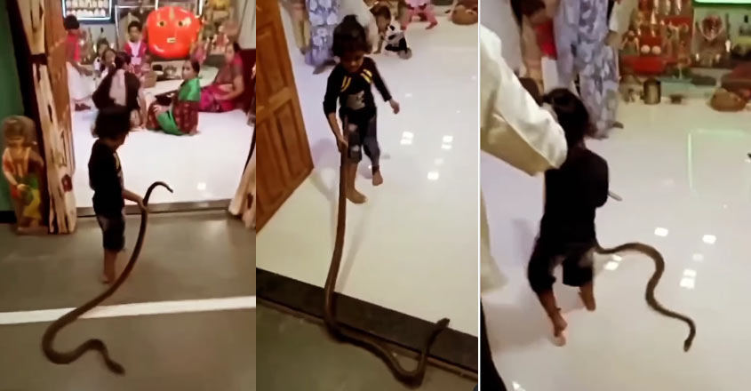 പാമ്പിന്റെ വാലില്‍ പിടിച്ച് വലിച്ച് കുട്ടി മുറിയിലേക്ക്; മുതിര്‍ന്നവര് ...