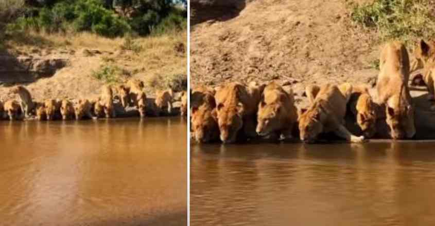 20-lions-squeeze-onto-river-bank-to-drink-video-goes-viral