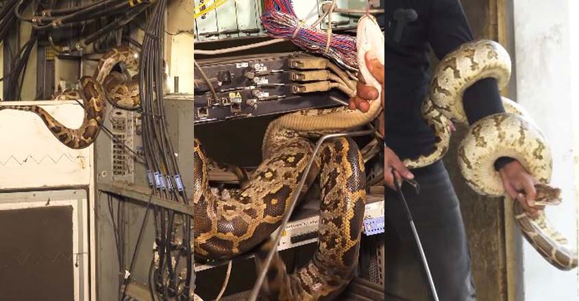 Indian Python| Rescue| സബ്സ്റ്റേഷനിലെ വൈദ്യുതി ലൈനില്‍ കൂറ്റന് ...