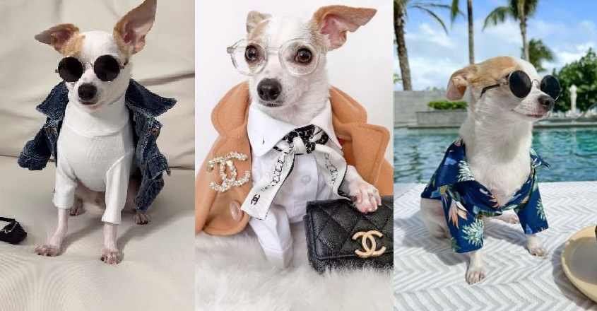 ലക്ഷങ്ങള്‍ വിലയുളള വസ്ത്രം; കൂളിങ് ഗ്ലാസ്; സോഷ്യല്‍ ലോകത്ത് താരമായി ...