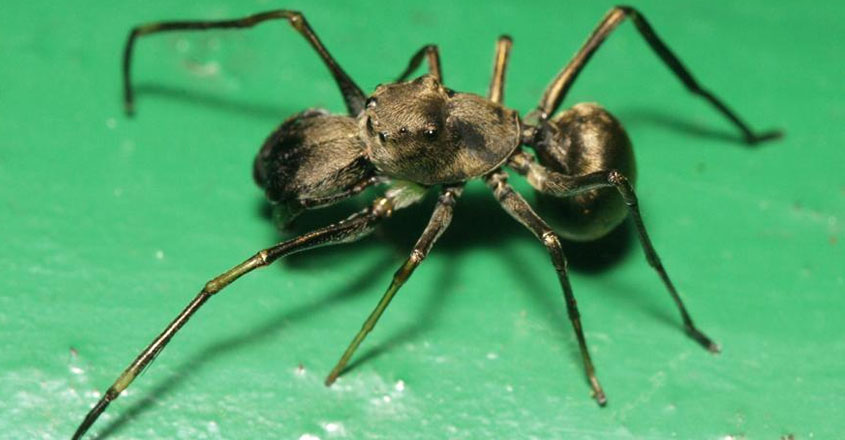 സസ്തനികളിൽ മാത്രമോ പാൽ ഉത്പാദനം; വാദം പൊളിച്ച് പാലൂട്ടുന്ന എട്ടുകാലിക ...