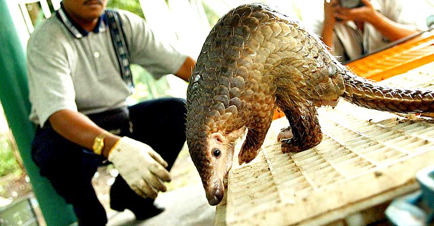 കൊറോണ വില്ലൻ; വവ്വാലോ ഈനാംപേച്ചിയോ; 1000 വർഷത്തിലൊരിക്കൽ സംഭവിക്കുന്നത്