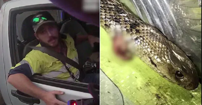 വിഷപ്പാമ്പുമായി മല്ലിട്ട് കാറോടിച്ചു; വഴിയിൽ പോലീസ്; അത്ഭുതരക്ഷ; വിഡിയോ