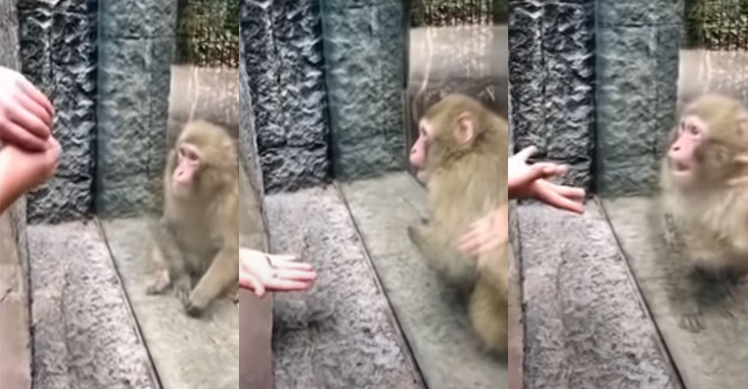 The monkey was amazed at the magic of 'bad magic'; Heart; Video – Archyde