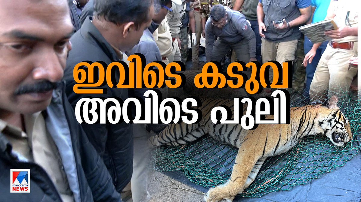 തോക്ക് ഉയരും മുൻപെ കടുവ ചത്തു; നാട്ടുകാരുടെ ലഡു മന്ത്രിയും കഴിക്കണം ...