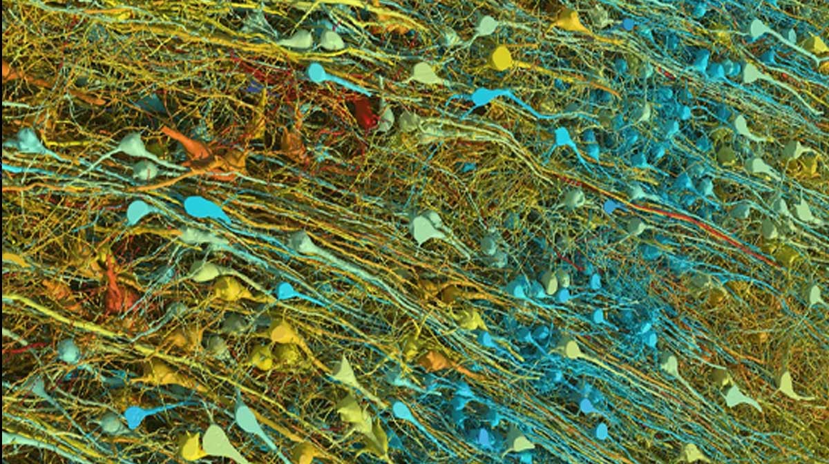 Human Brain | Harvard | Google | Medical Science | തലച്ചോറിന്‍റെ ഇതുവരെ ...