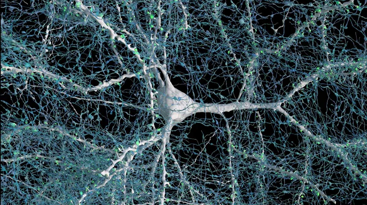 Human Brain | Harvard | Google | Medical Science | തലച്ചോറിന്‍റെ ഇതുവരെ ...