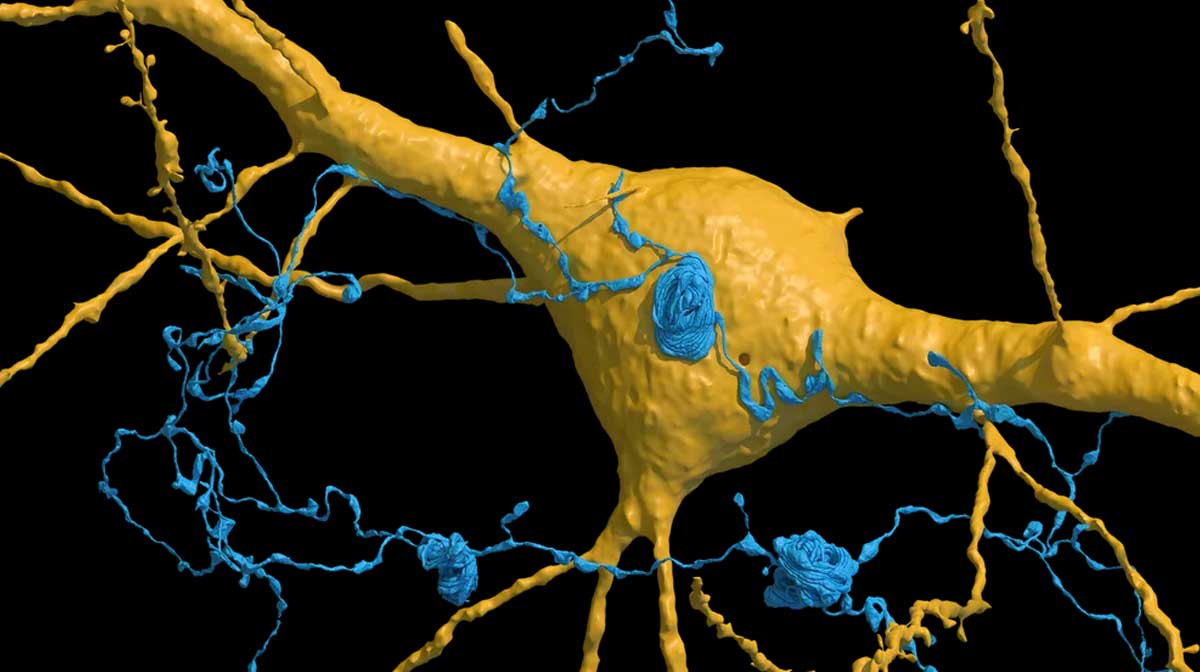 Human Brain | Harvard | Google | Medical Science | തലച്ചോറിന്‍റെ ഇതുവരെ ...