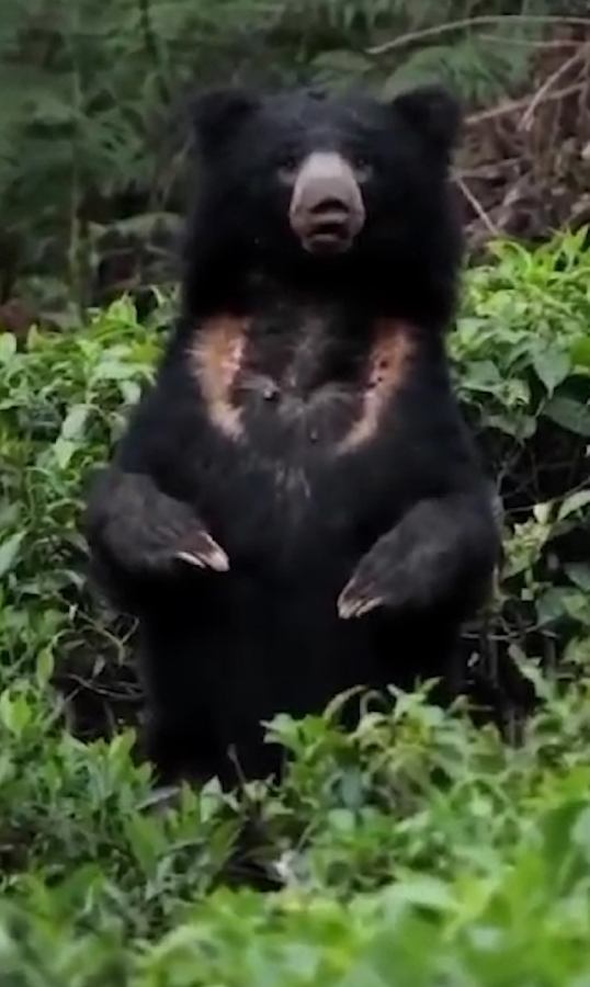 കരടി തേയില തോട്ടത്തില്‍ | Bear valpara | tea estate | valparai pollachi ...