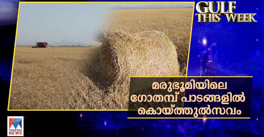 കറിവേപ്പില മുതൽ മുരിങ്ങ വരെ; കാണണം ദുബായ് വില്ലയിലെ പച്ചക്കറി കൃഷി | gulf this week | manorama ...
